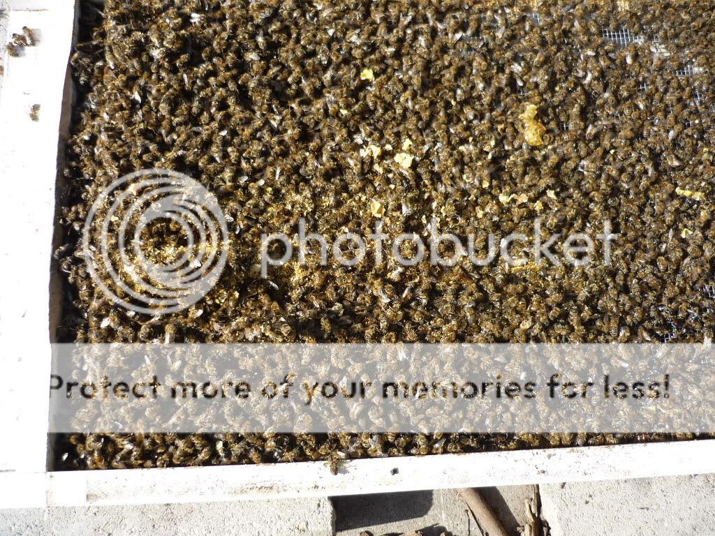 what does hive death from condensation chilling look like? | Beesource Beekeeping Forums